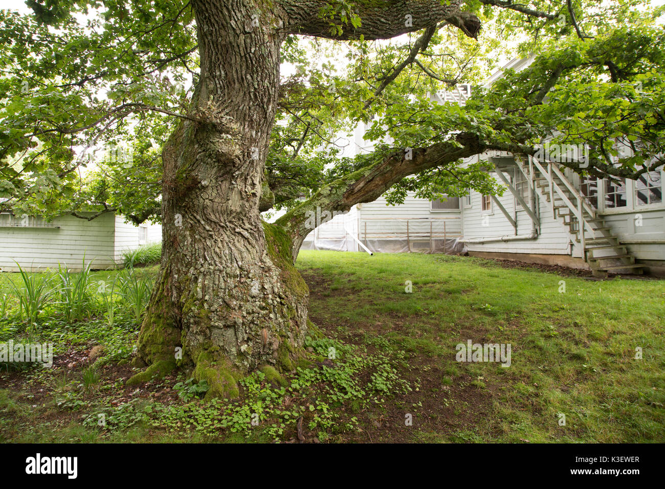 Settled in a tree hi-res stock photography and images - Alamy