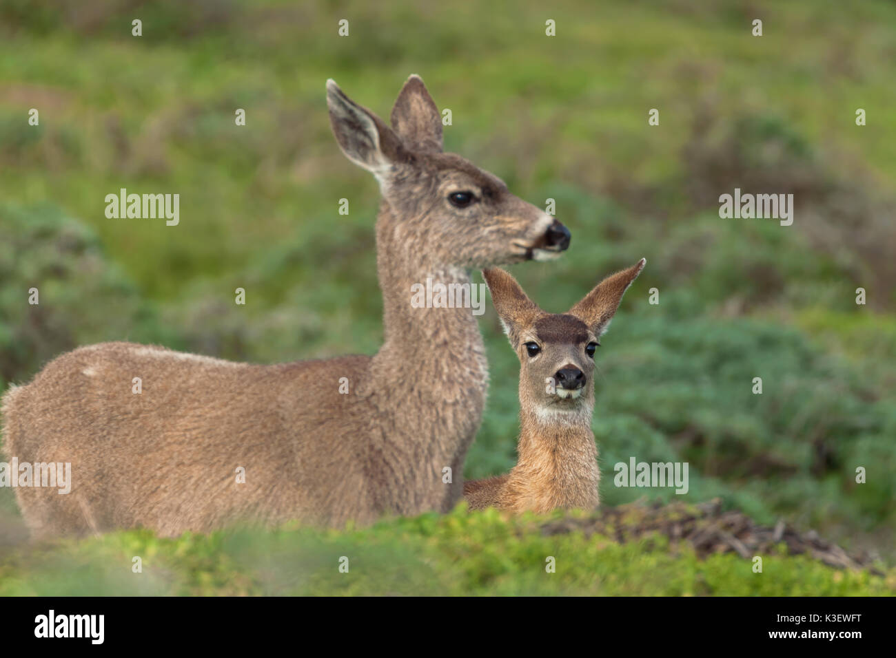 A doe and her young in Point Reyes National Seashore, California Stock ...
