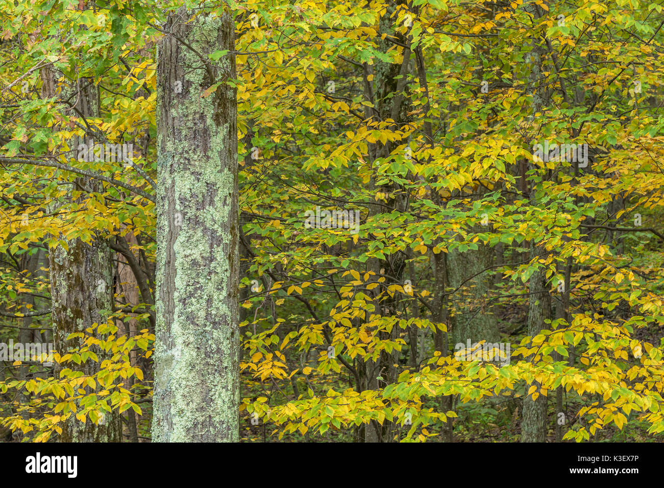 Oak Tree and the fall foliage in Shenandoah National Park, Virginia ...