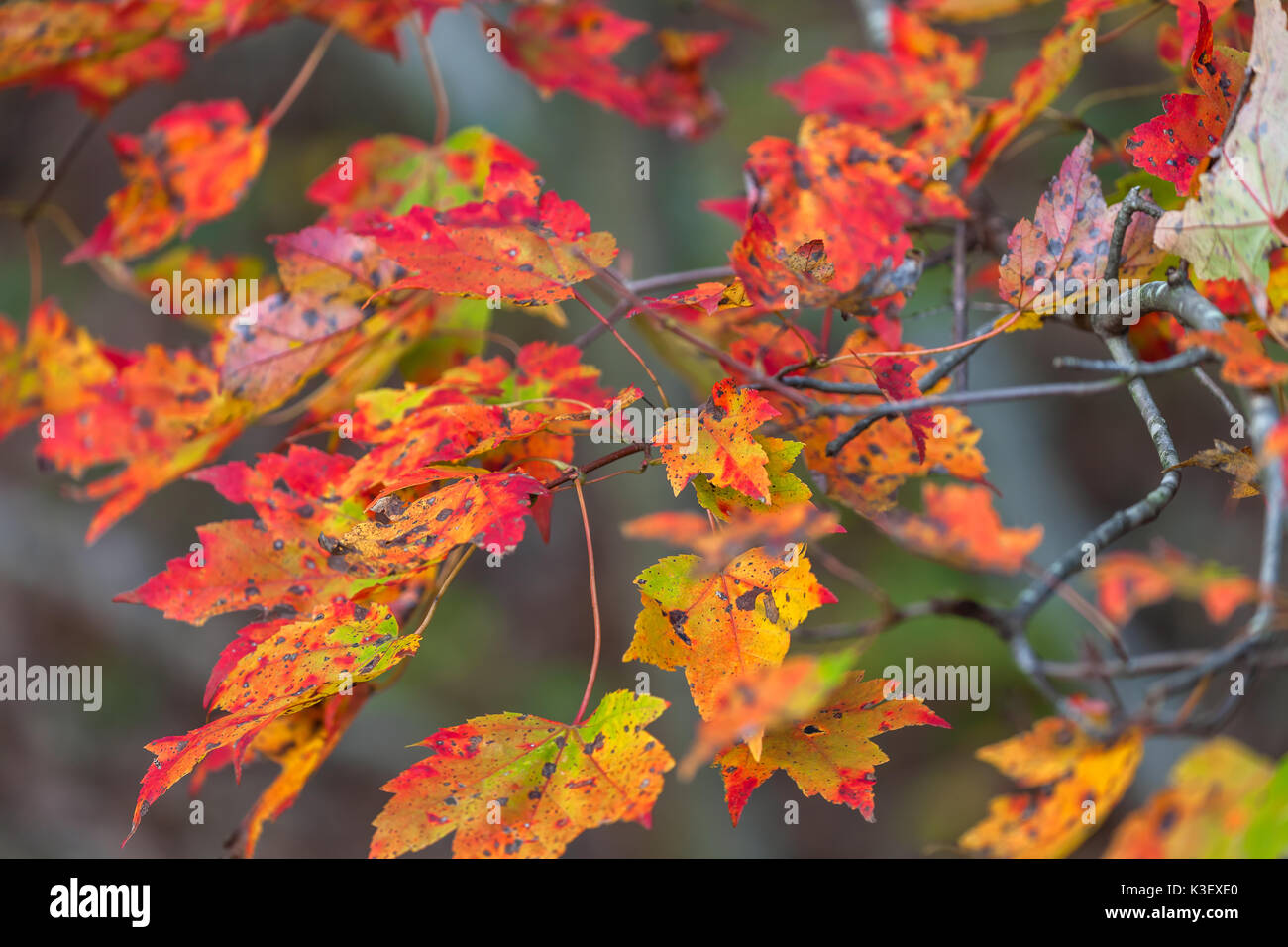 Red maple tree in shenandoah national park hi-res stock photography and ...
