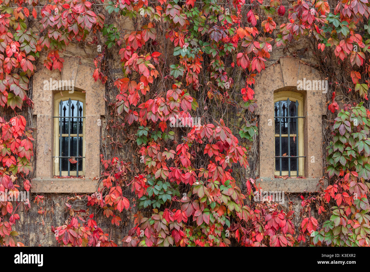 Ivy plants in their fall foliage at a winery in Napa Valley, California ...