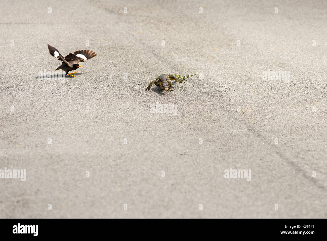 Scary Birds Attacking People