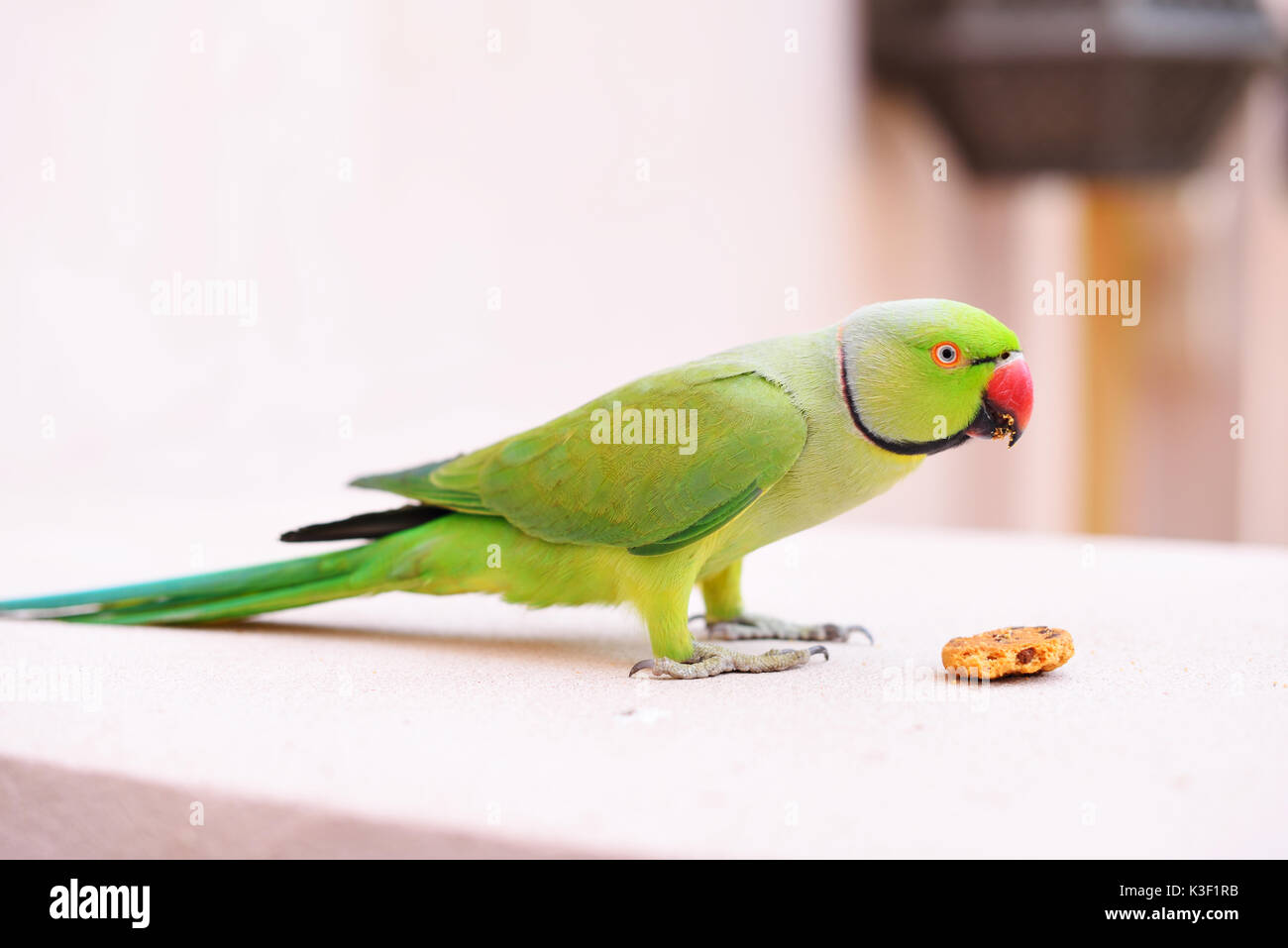 parrot eating biscuit Stock Photo - Alamy