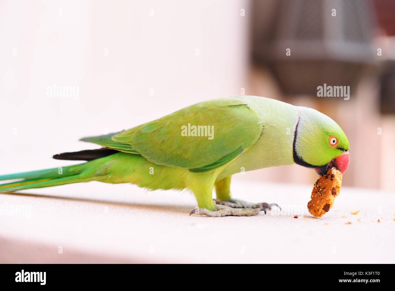 parrot eating biscuit Stock Photo - Alamy
