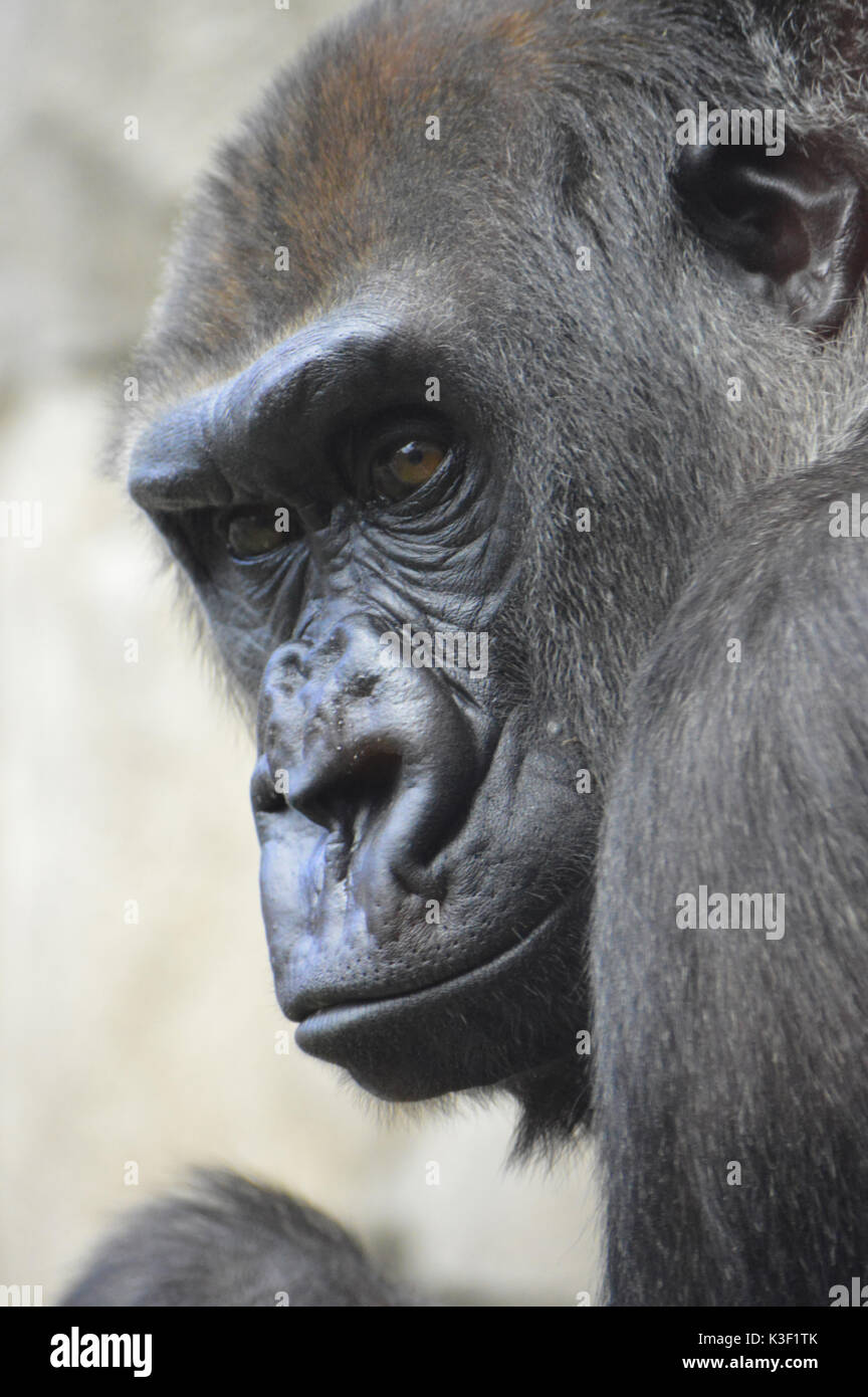Gorilla eyes hi-res stock photography and images - Alamy