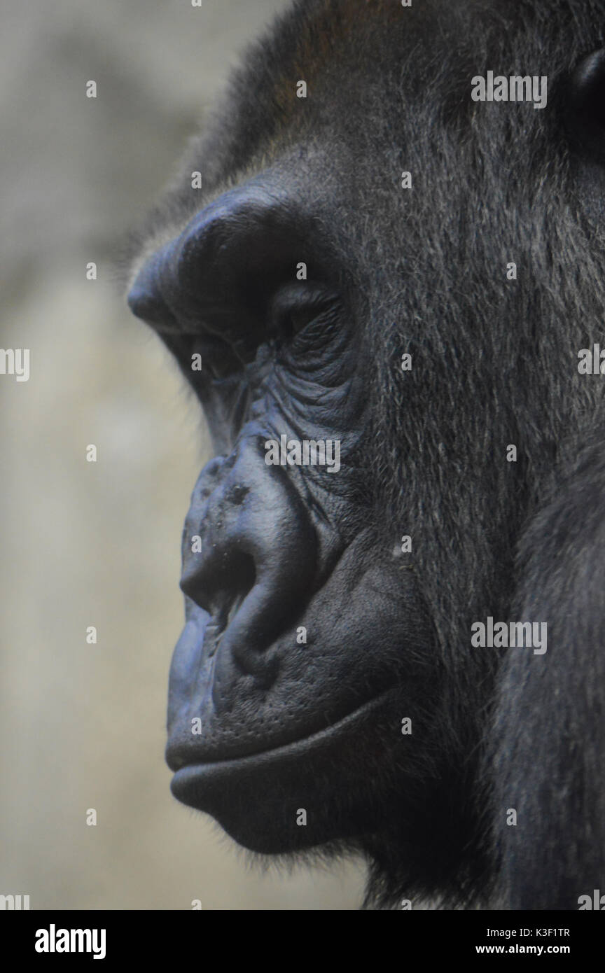 Gorilla eyes hi-res stock photography and images - Alamy
