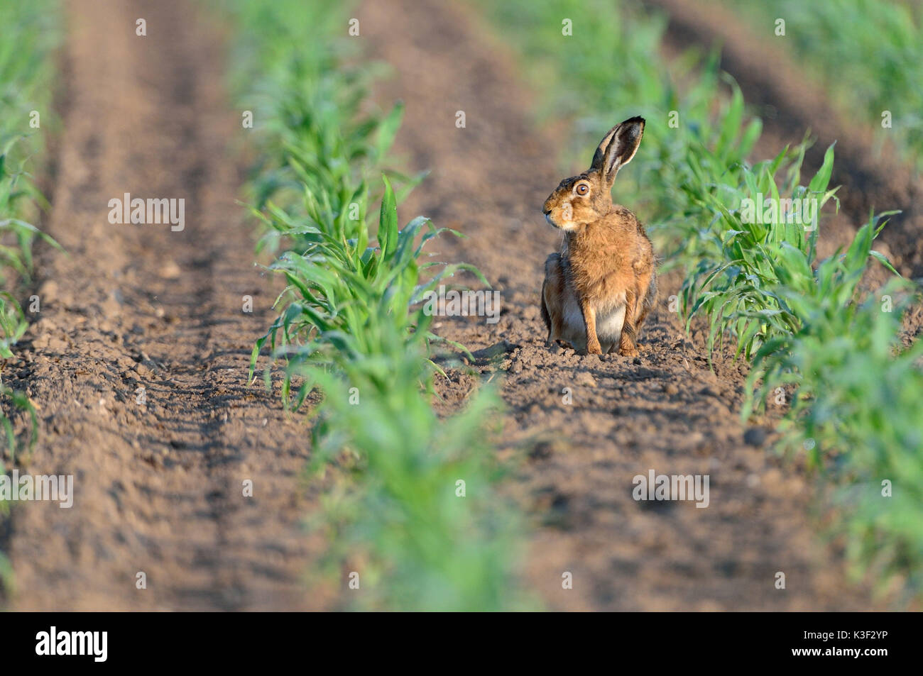 brown hare in May in corn field Stock Photo - Alamy