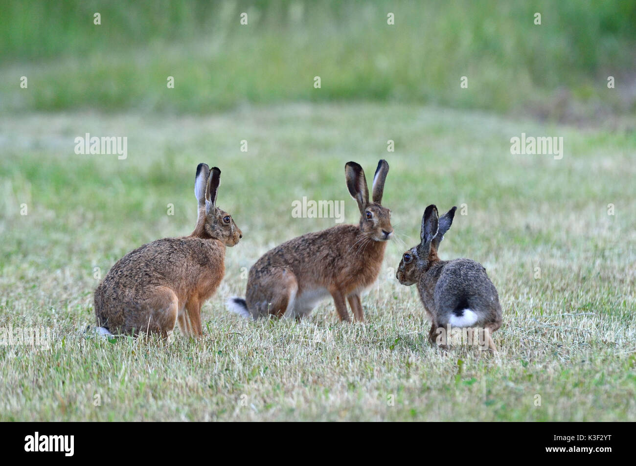 Hares in mating hi-res stock photography and images - Alamy
