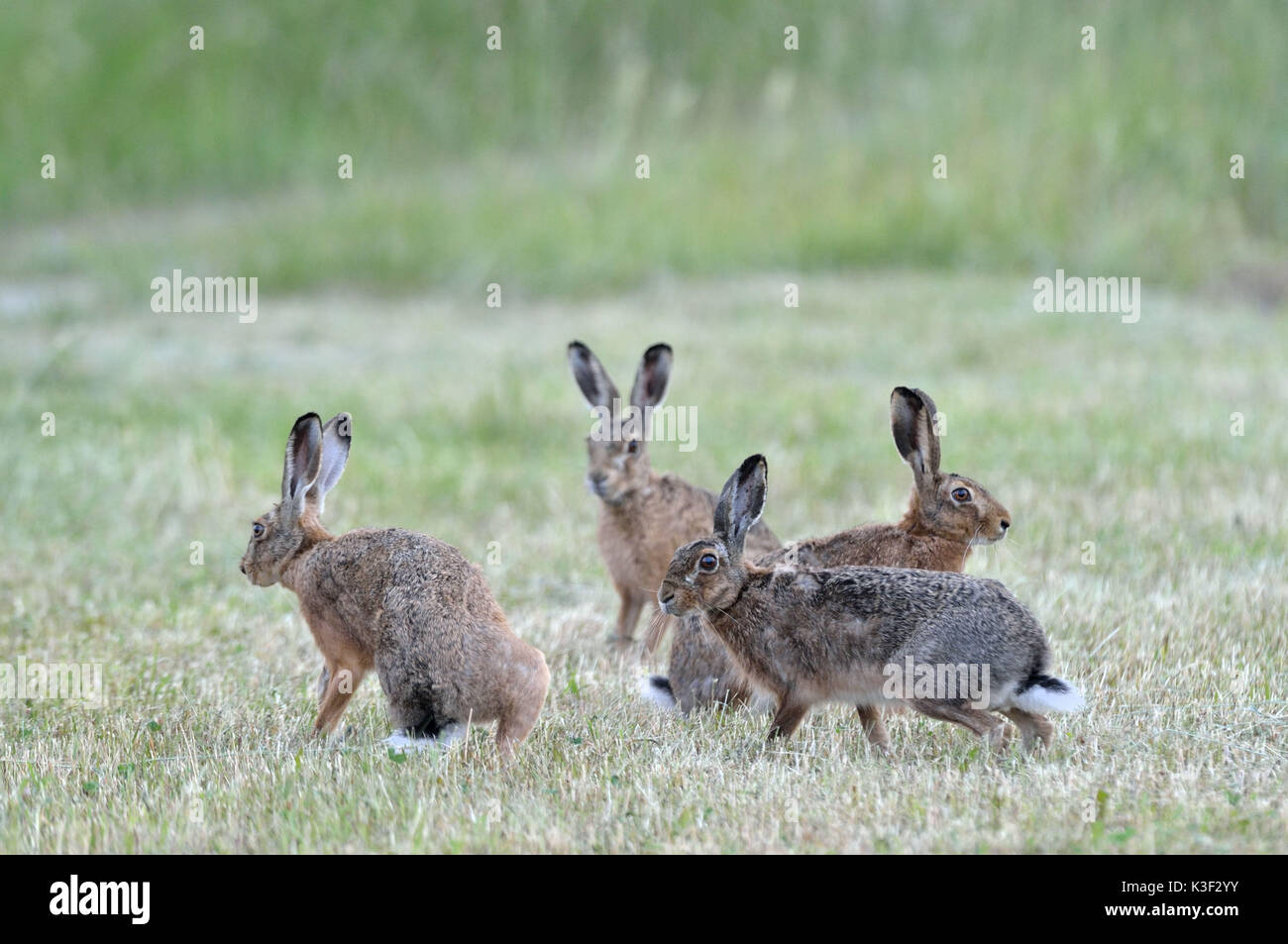 Mating of the brown hares in May Stock Photo - Alamy