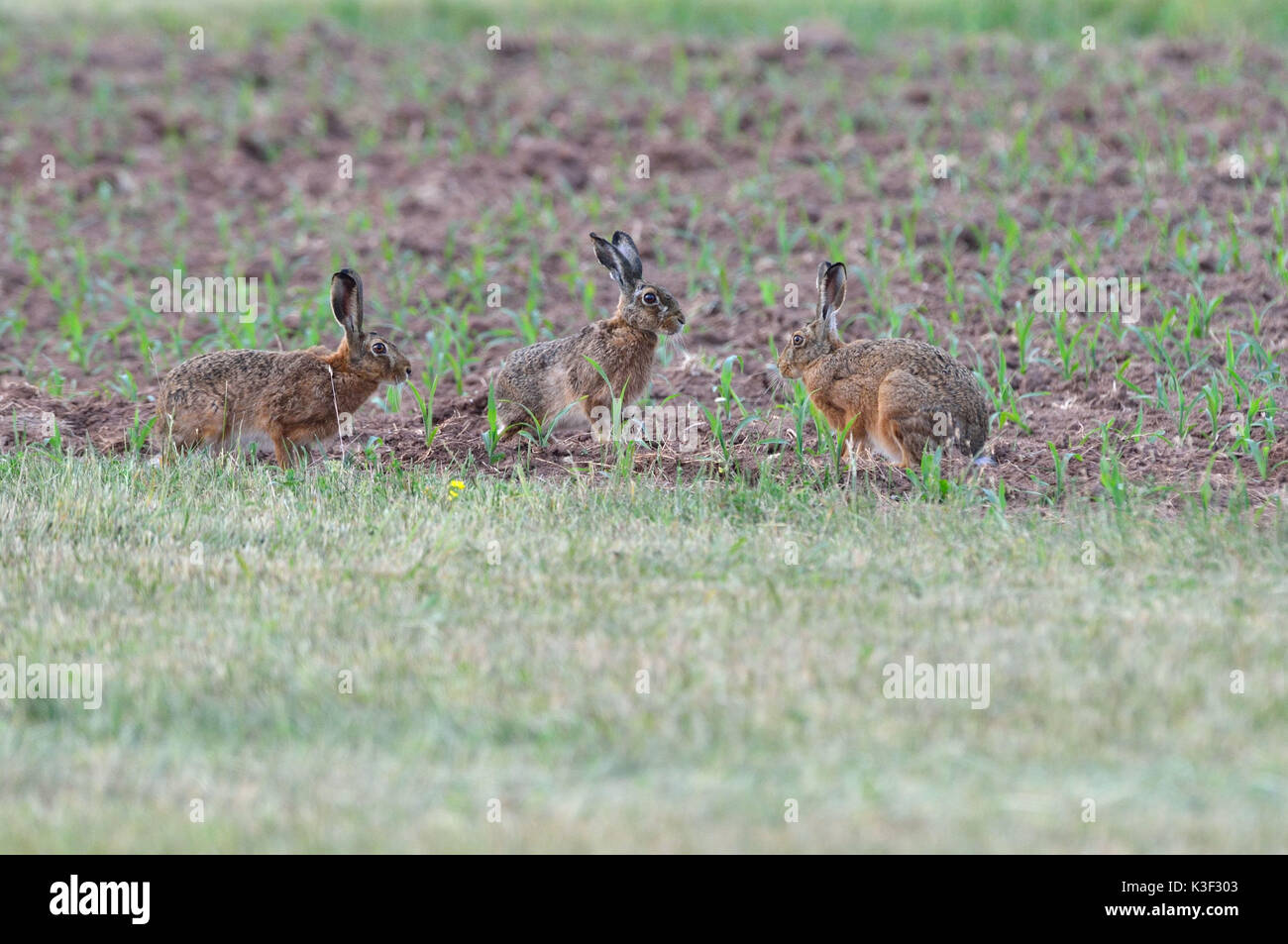 Mating hares hi-res stock photography and images - Alamy