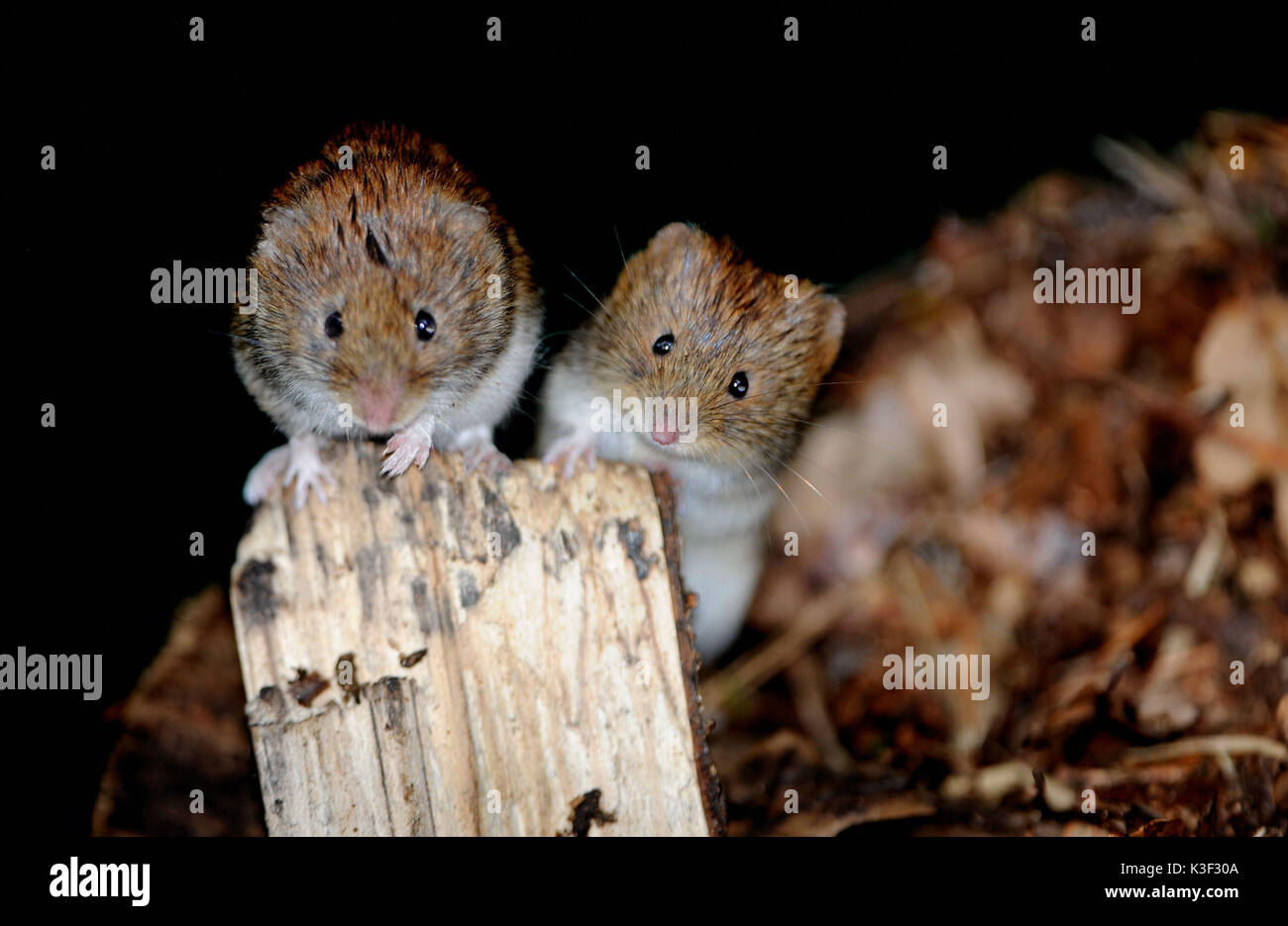 Bank vole wood mice hi-res stock photography and images - Alamy