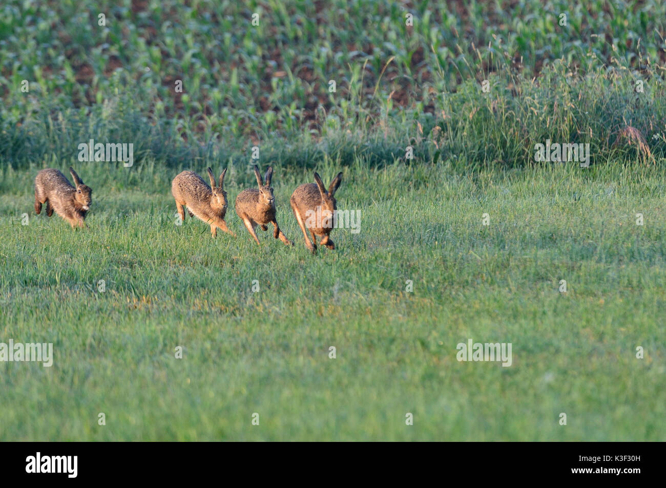 Mating of the brown hares Stock Photo - Alamy