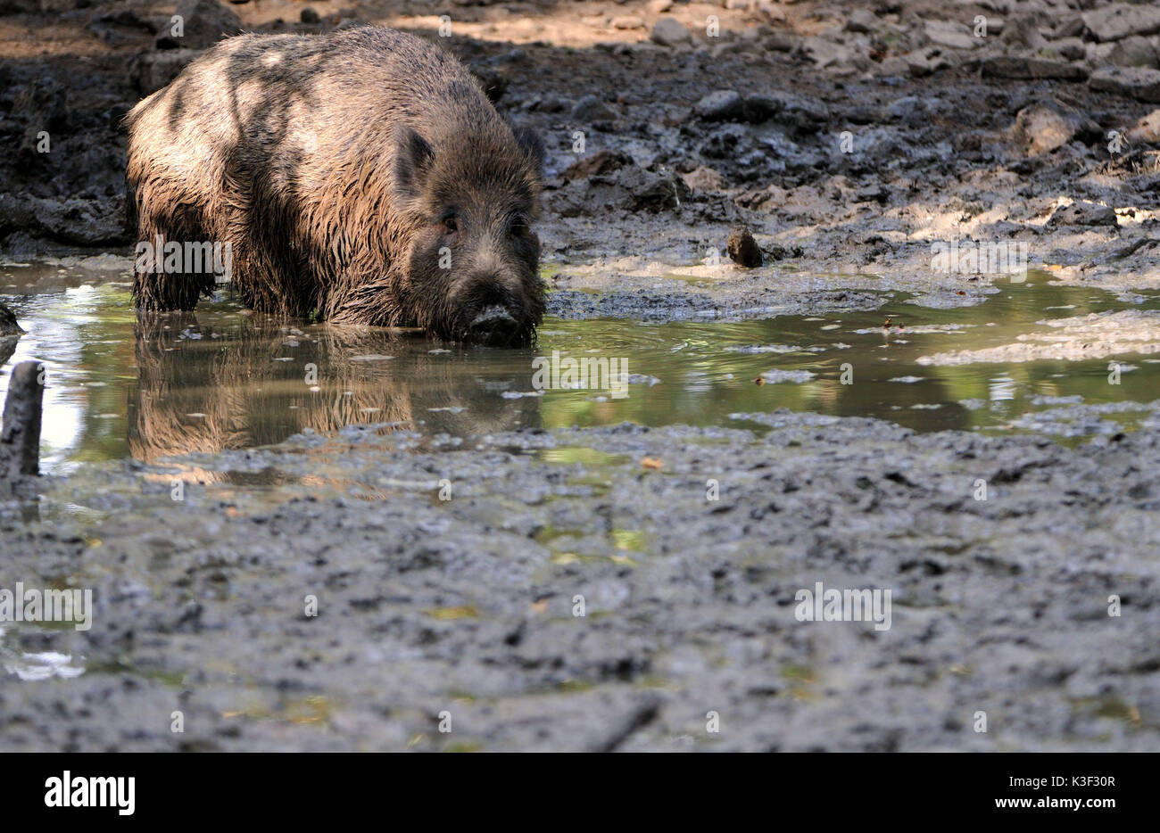 Wild boar in the wallowing Stock Photo - Alamy