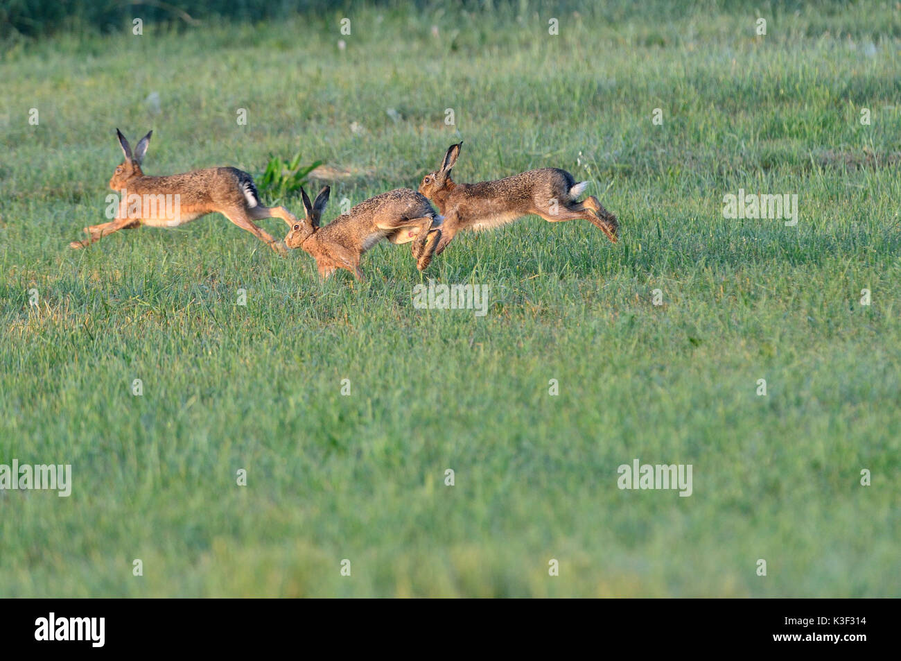 Mating of the brown hares Stock Photo - Alamy