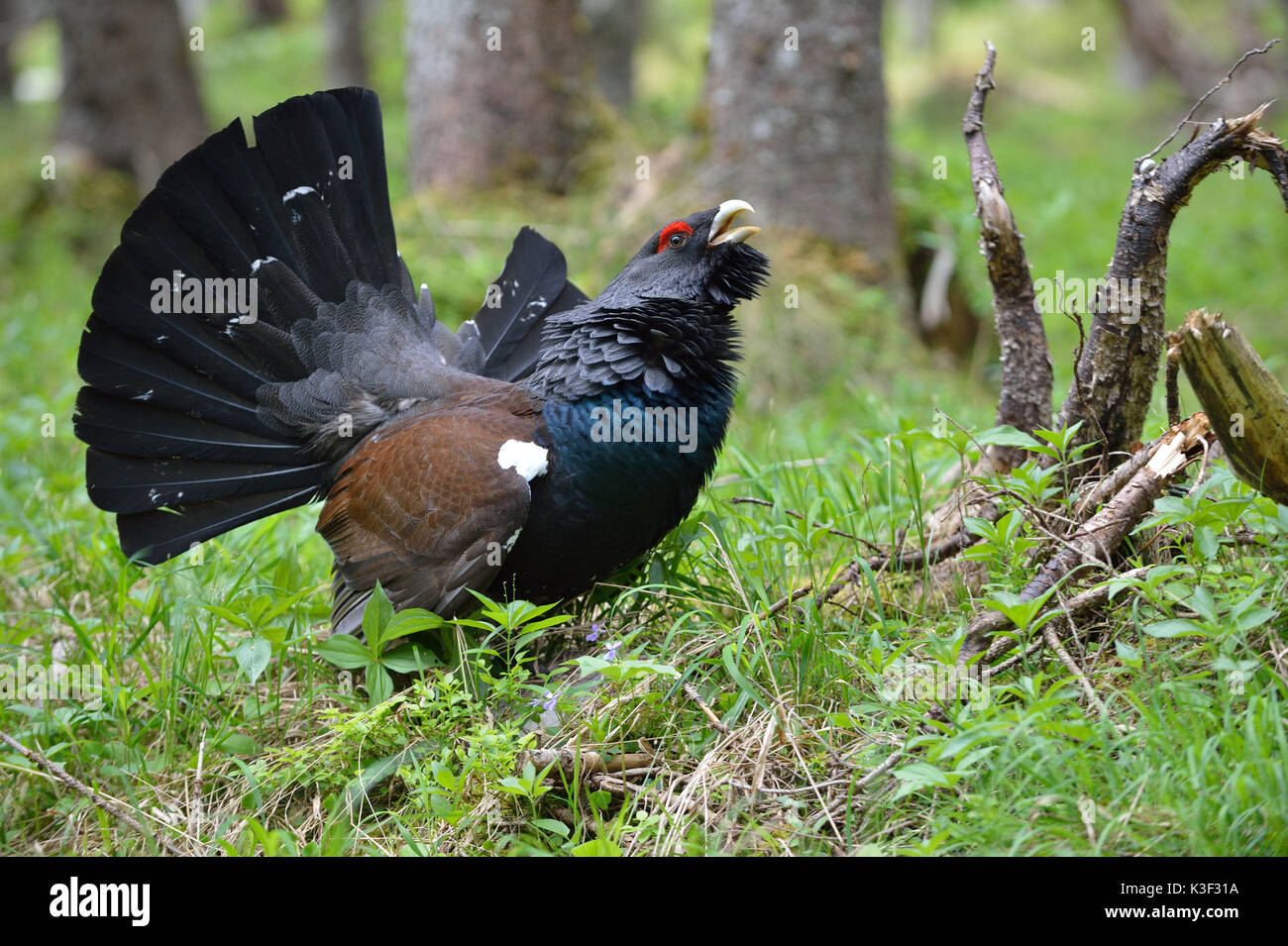 Capercaillie at courtship hi-res stock photography and images - Alamy