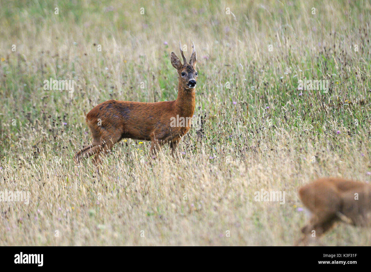 Roebuck in the rutting season Stock Photo - Alamy
