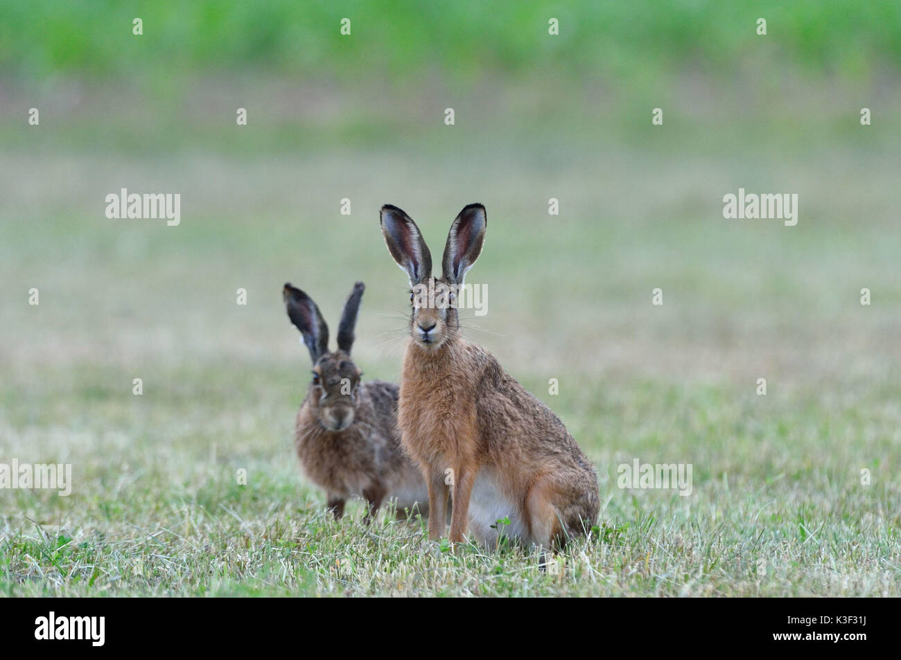 Mating of the brown hares in May Stock Photo - Alamy