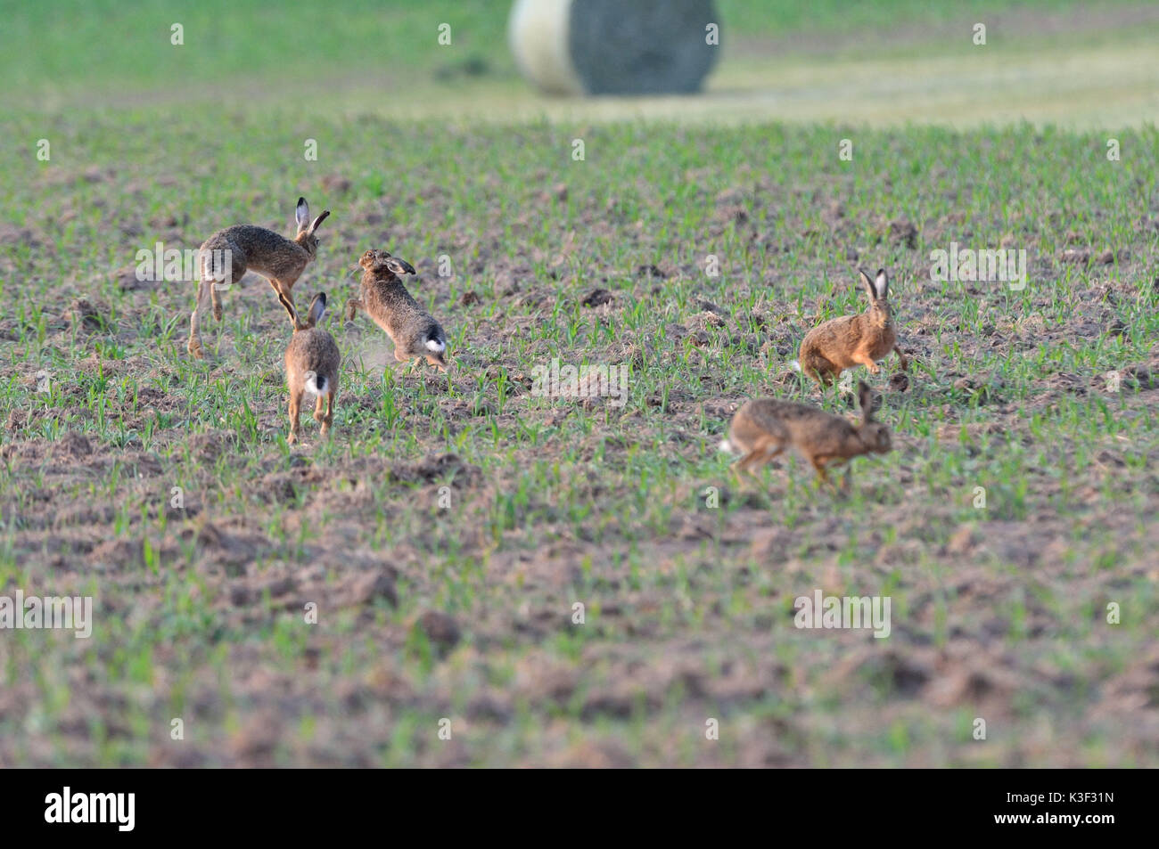 Mating of the brown hares in May Stock Photo - Alamy