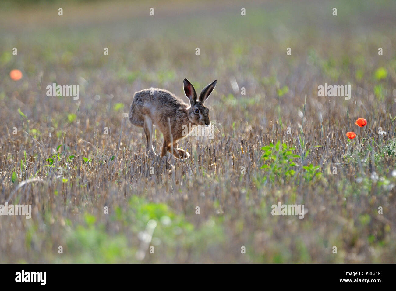 Hare in the early morning light on harvested field Stock Photo - Alamy