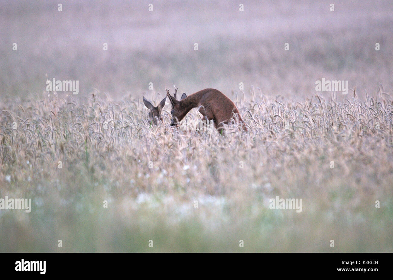 Roebuck in the rutting season Stock Photo - Alamy