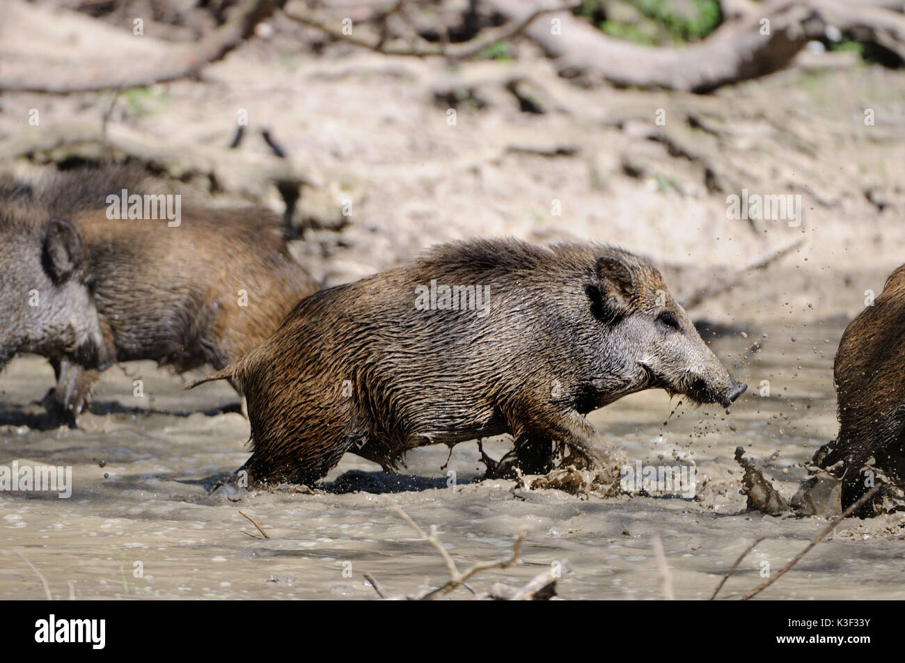 Wild Boars In The Water High Resolution Stock Photography and Images ...