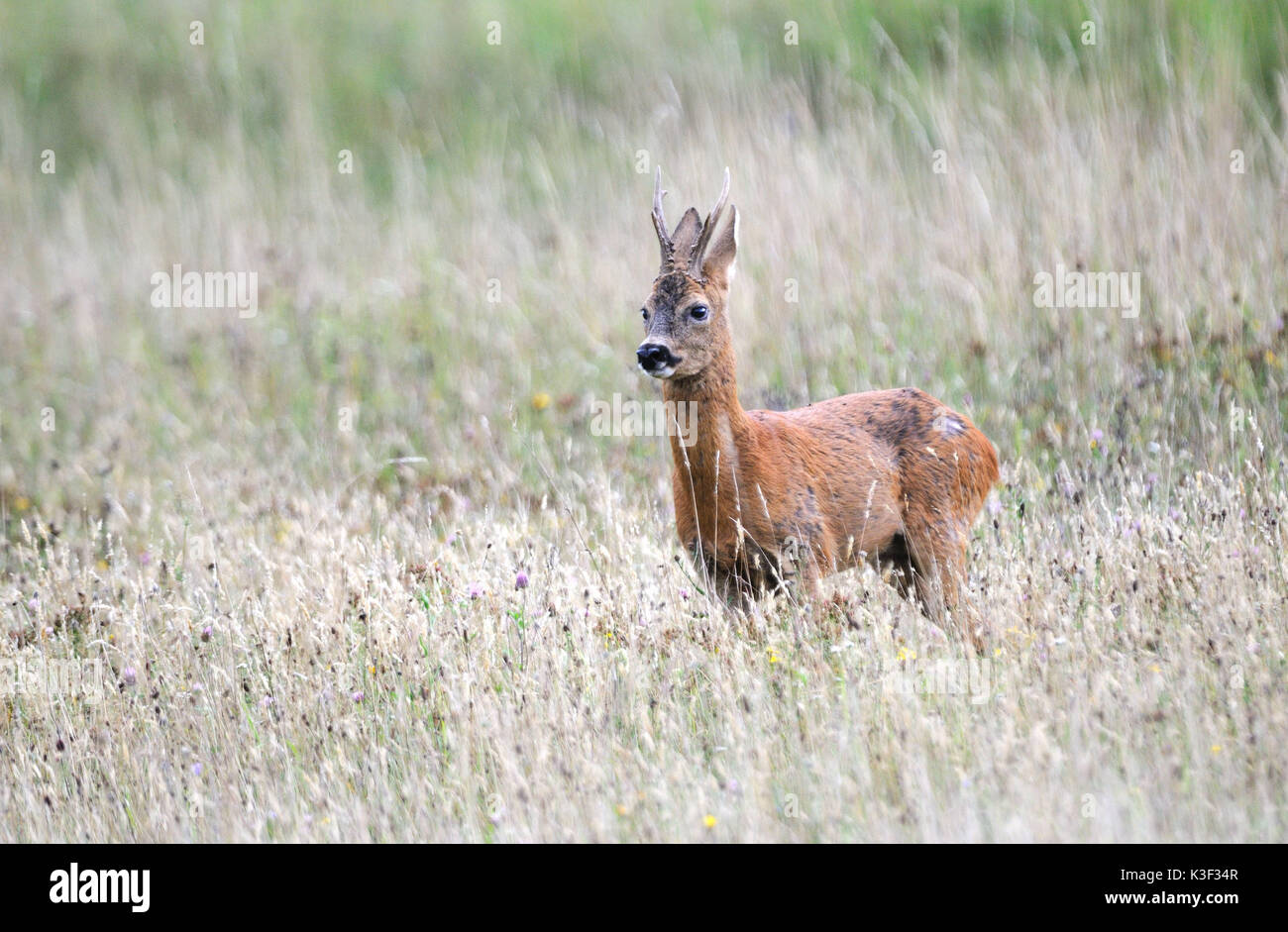 Roebuck does ricke hi-res stock photography and images - Alamy