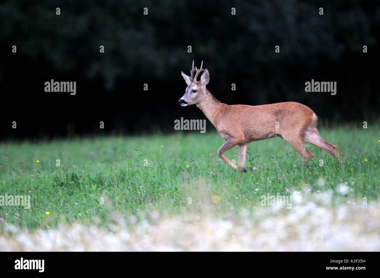 Roebuck in the rutting season Stock Photo - Alamy