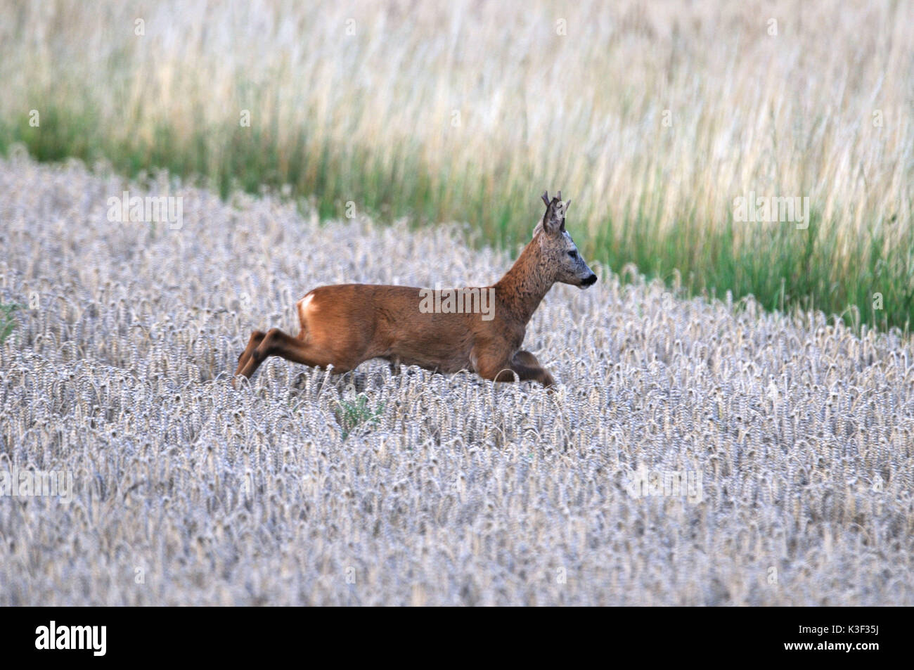 Roebuck in the rutting season Stock Photo - Alamy