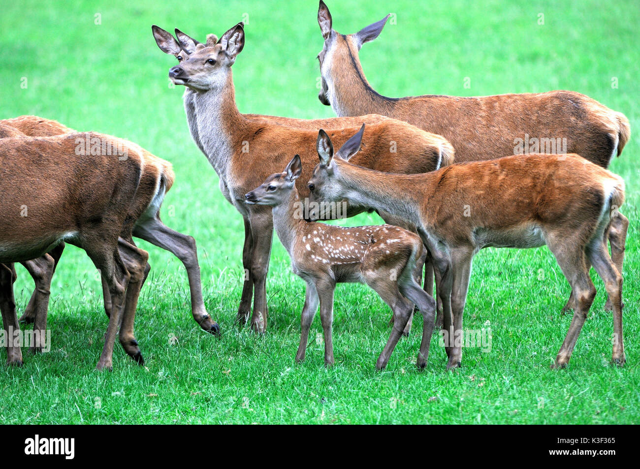 Red deer with fawns hi-res stock photography and images - Alamy