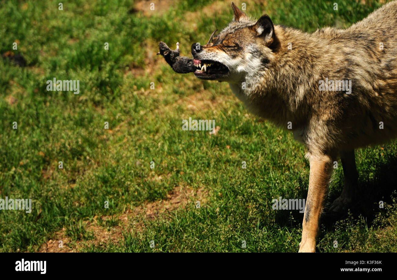 European wolf, small prey Stock Photo - Alamy
