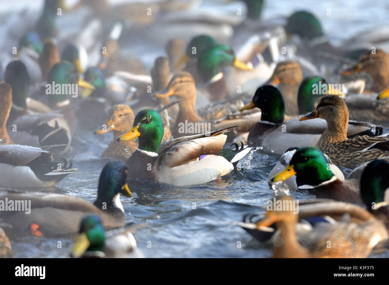Many mallards High Resolution Stock Photography and Images - Alamy