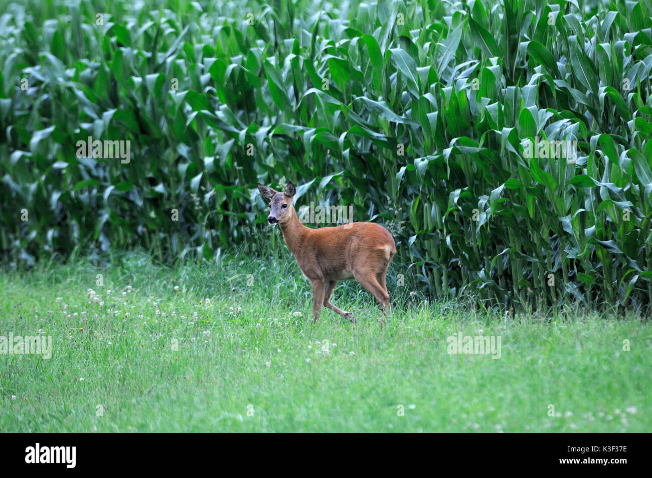 deer in the corn field Stock Photo - Alamy