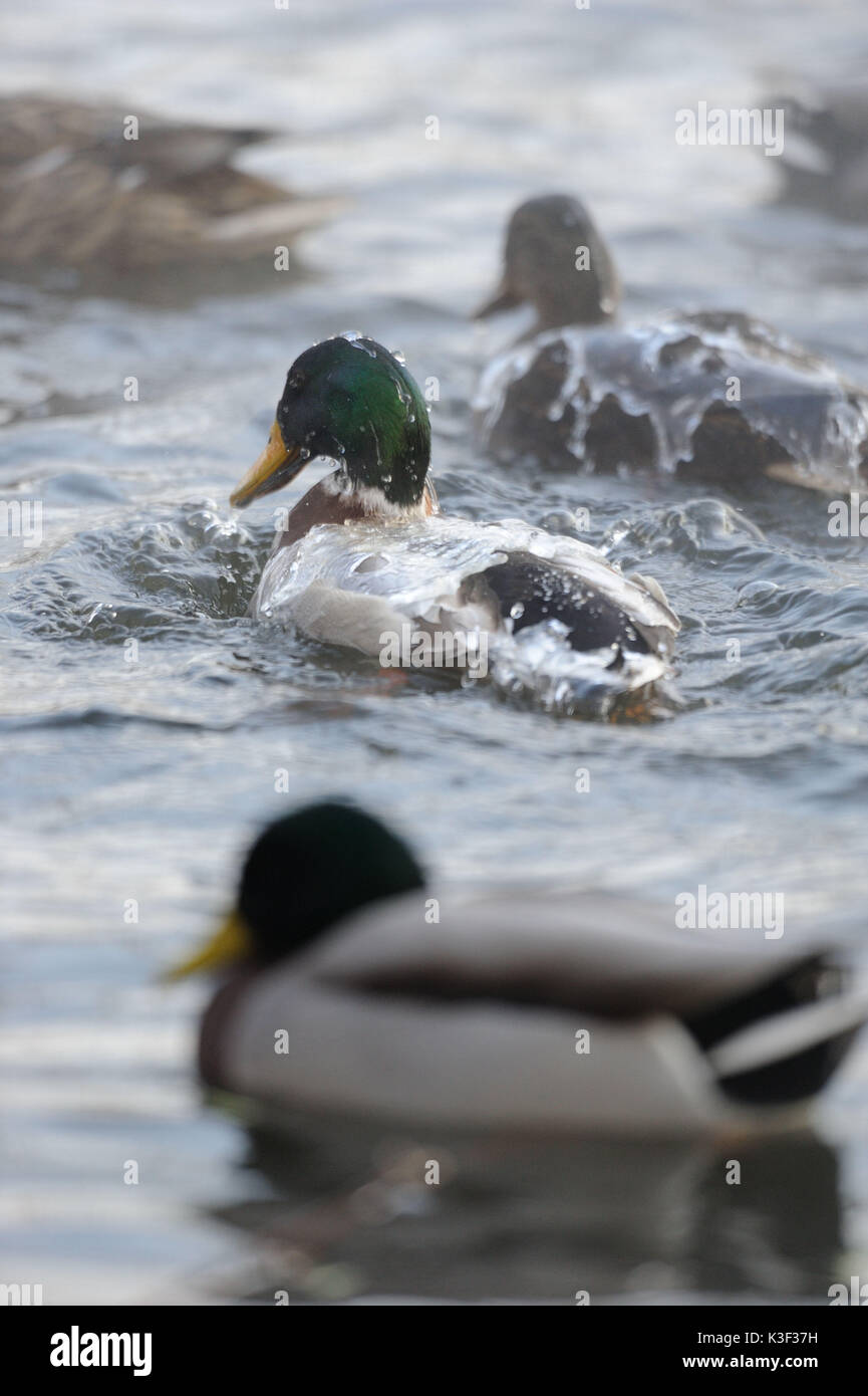Mallards in the water Stock Photo - Alamy