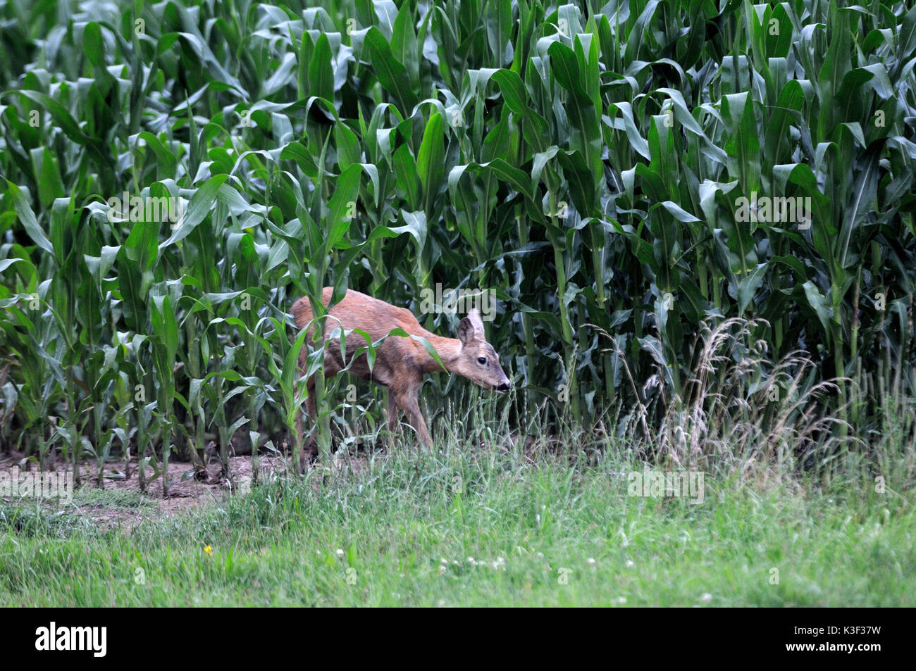 deer in the corn field Stock Photo - Alamy