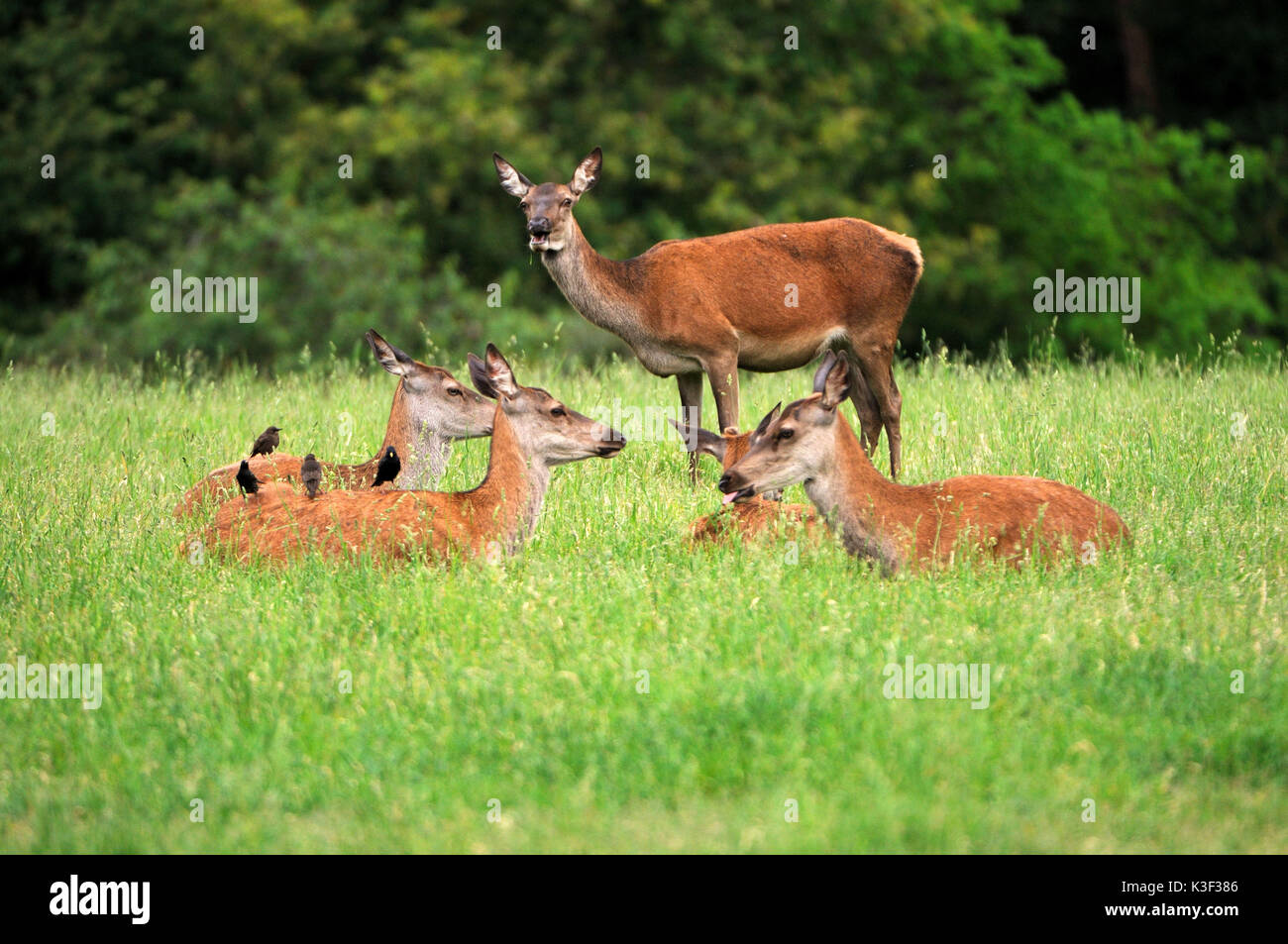 Spring red deer hi-res stock photography and images - Alamy