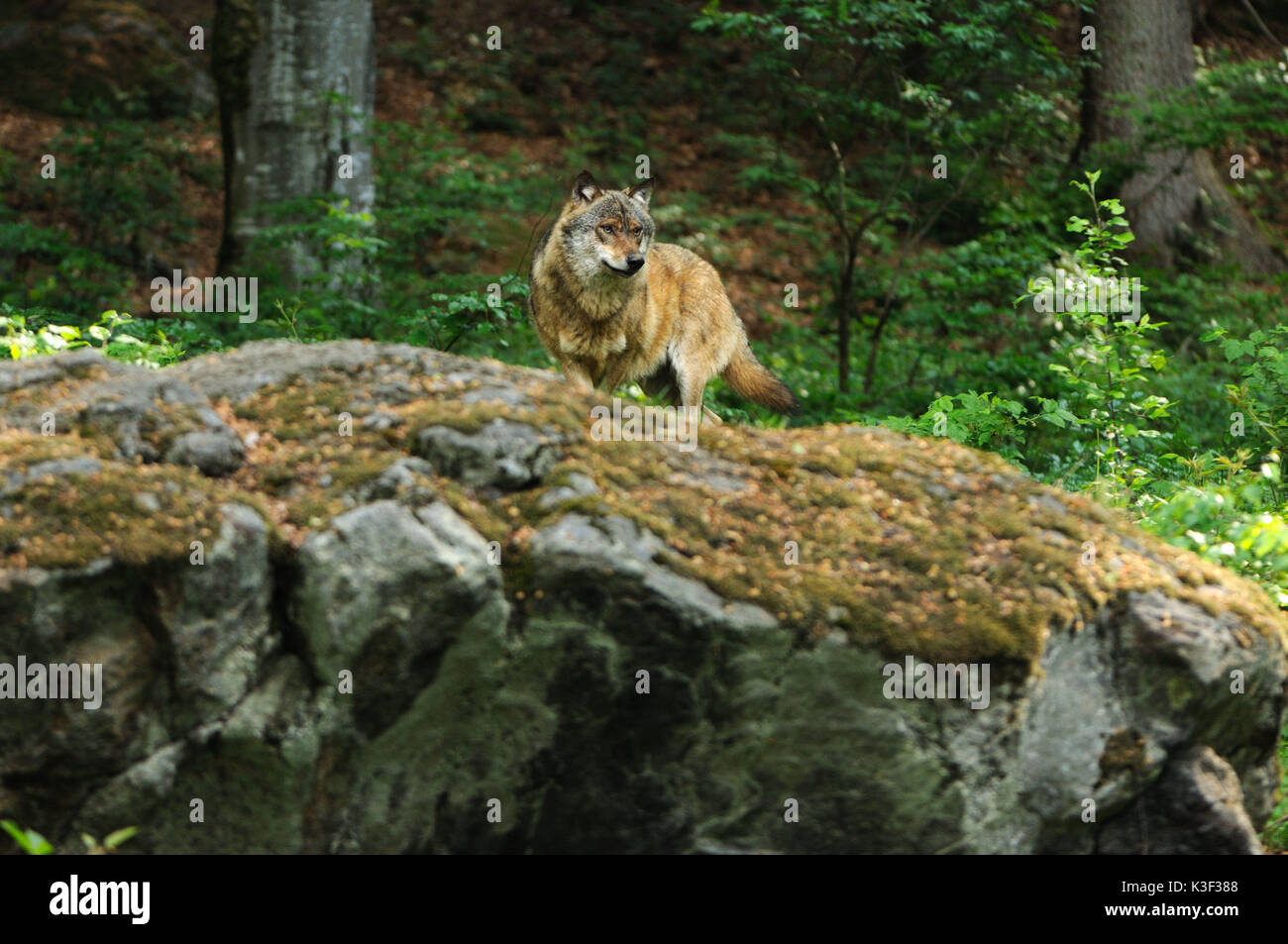 European wolf summer hi-res stock photography and images - Alamy