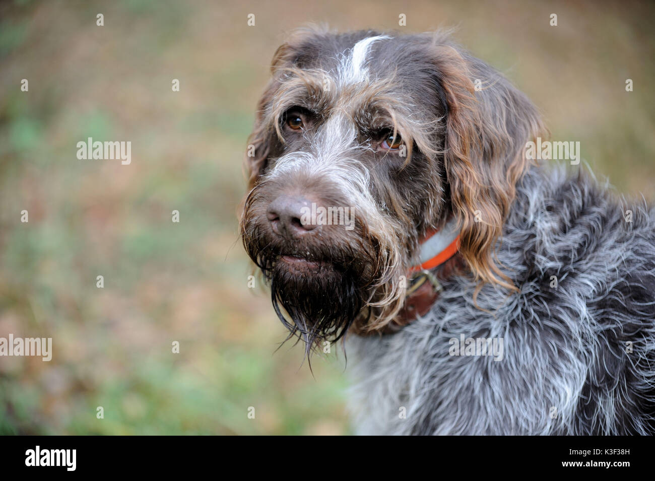 rural ground game hunting, dog, Griffon Stock Photo - Alamy