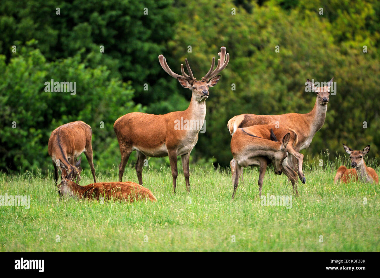 Spring red deer hi-res stock photography and images - Alamy