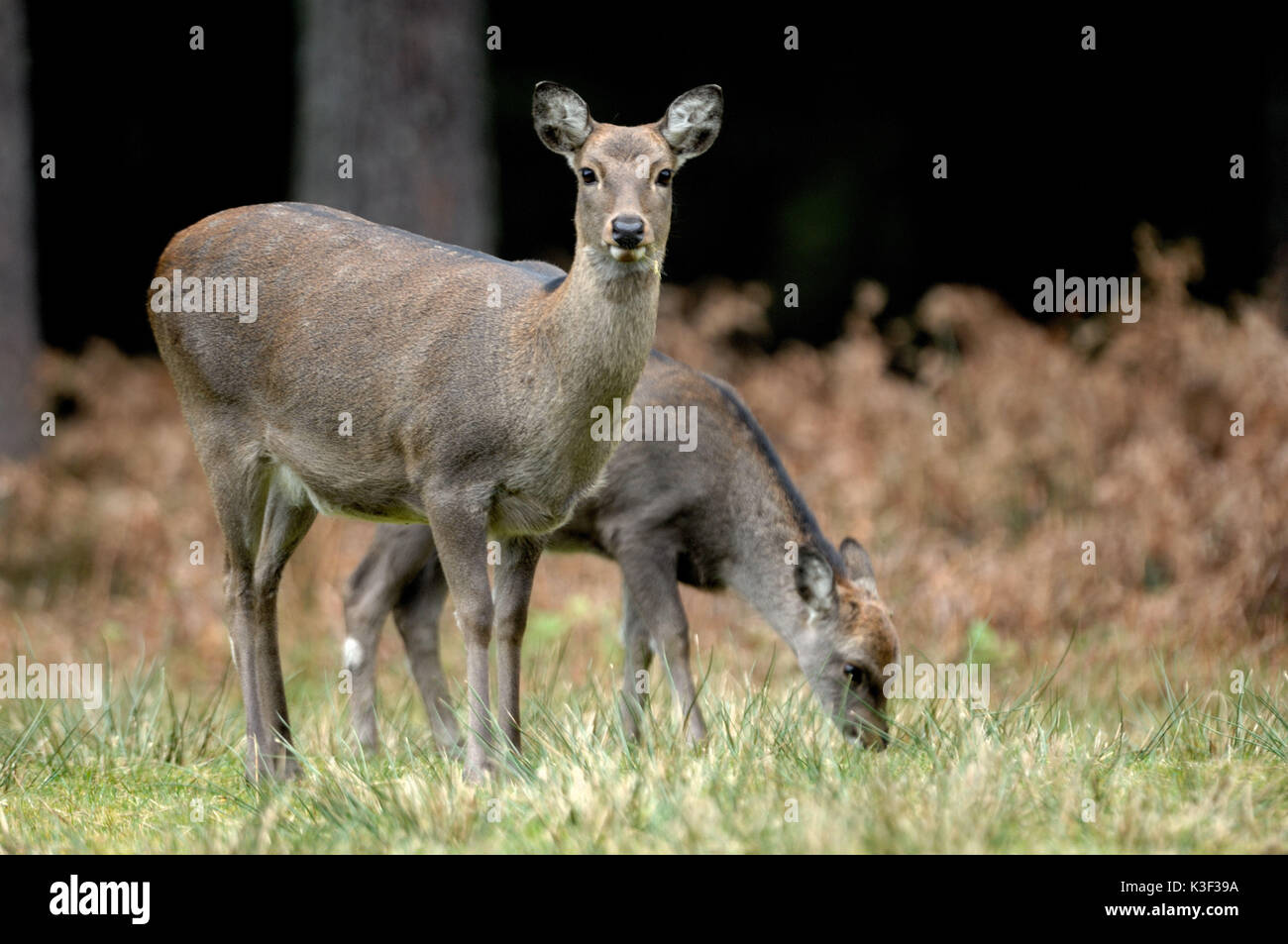 Sika hinds hi-res stock photography and images - Alamy