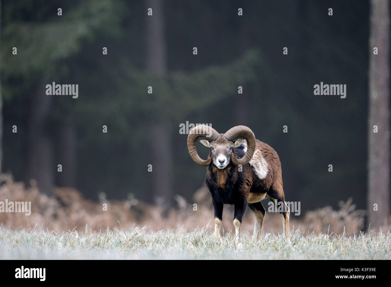 Mufflon male ovis orientalis hi-res stock photography and images - Alamy