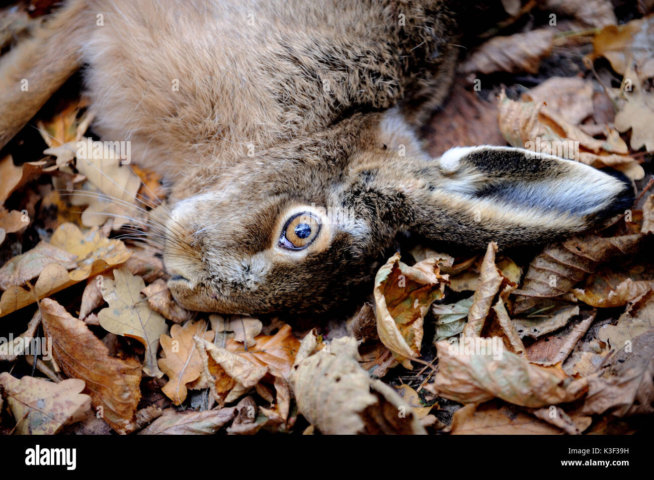 Hare Hunting High Resolution Stock Photography and Images - Alamy