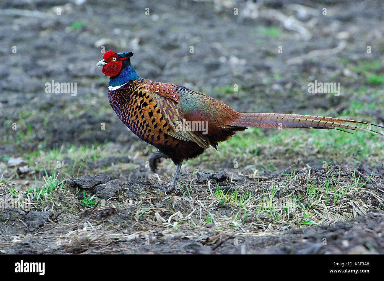 Pheasant cock in the mating season Stock Photo - Alamy