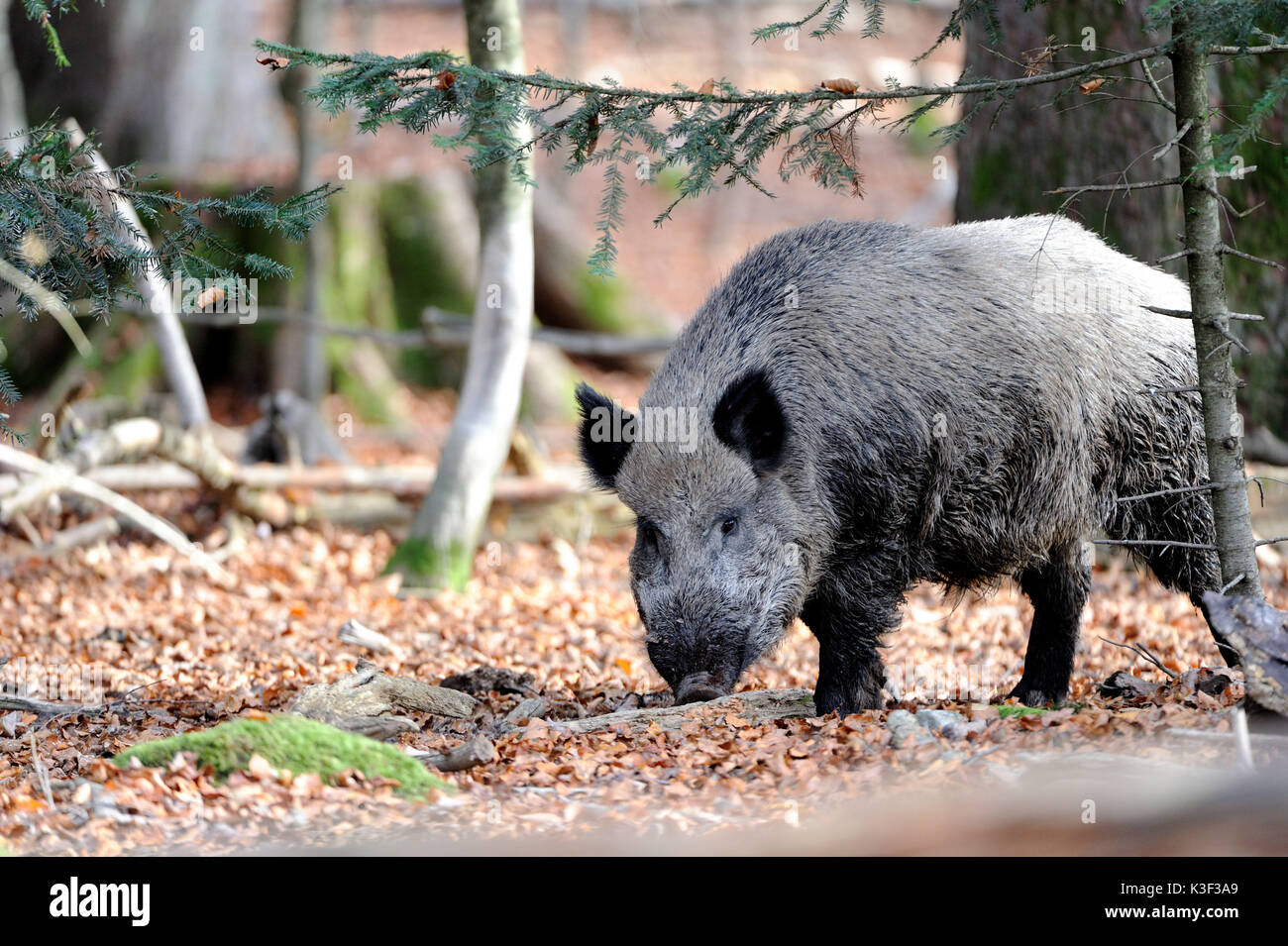 Wild boars in beech mast Stock Photo - Alamy
