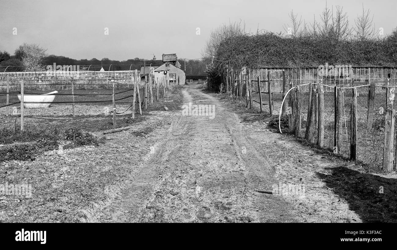 Rundown Kidby Nurseries, Little Clacton, Essex, in a state of decline ...