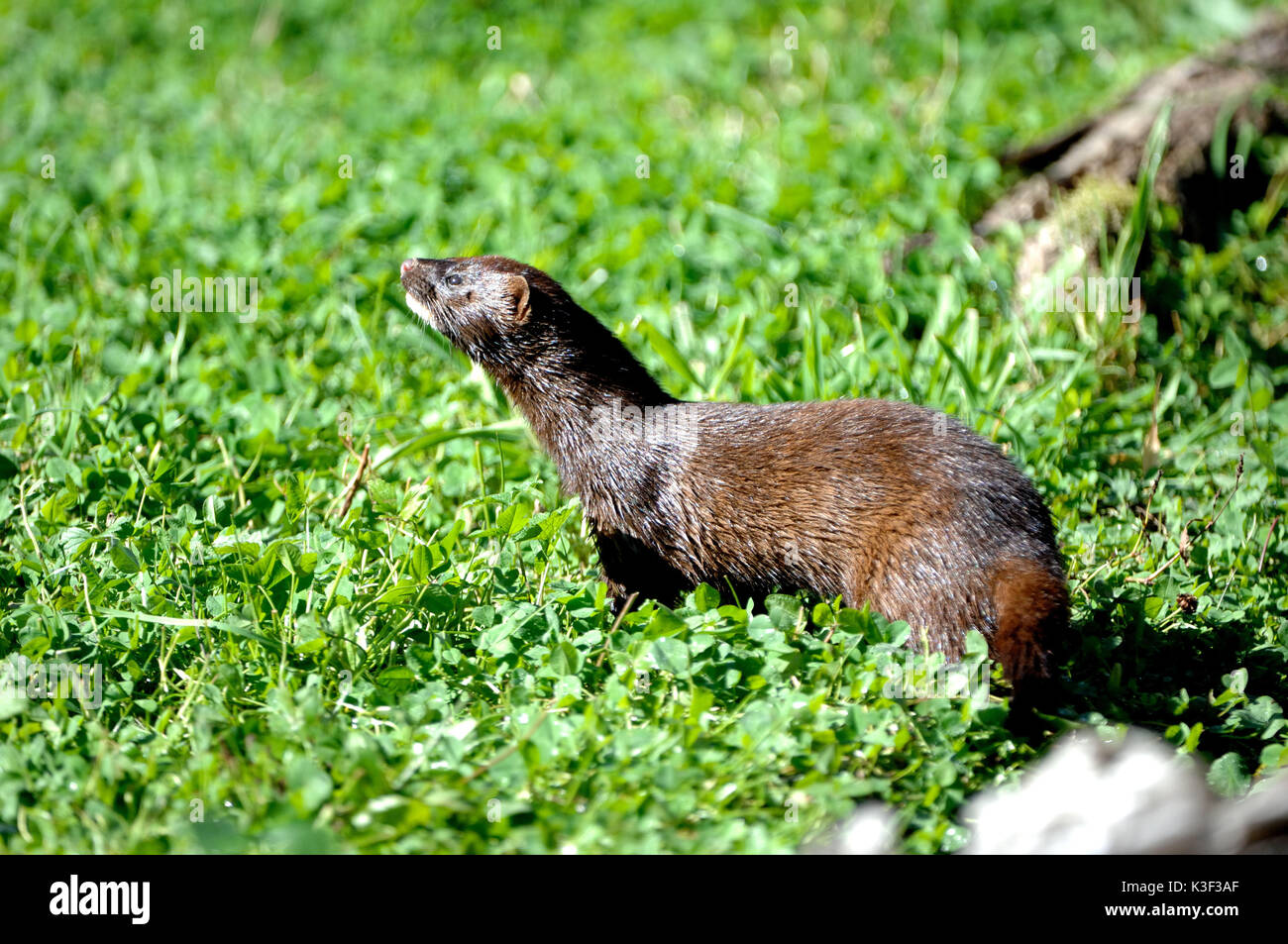 American mink, Mink Stock Photo - Alamy