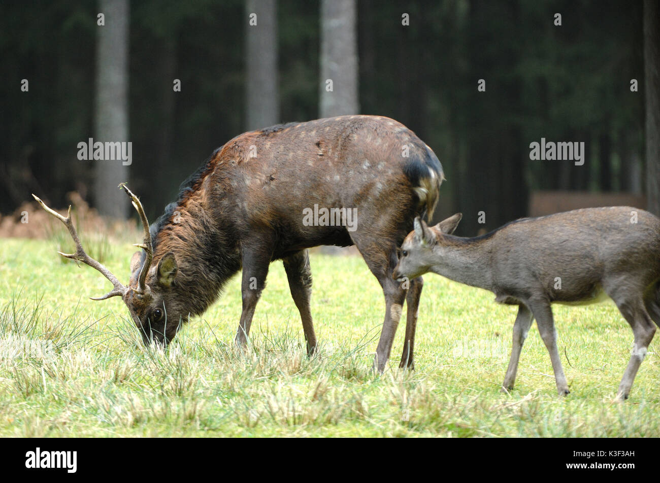Sika deer rut hi-res stock photography and images - Alamy