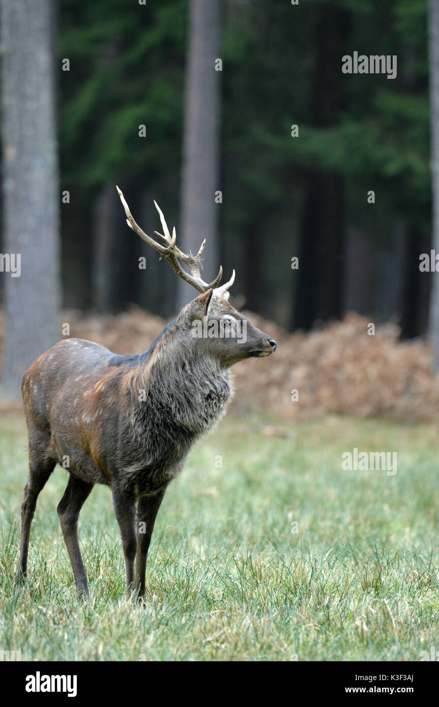 Sika rut hi-res stock photography and images - Alamy