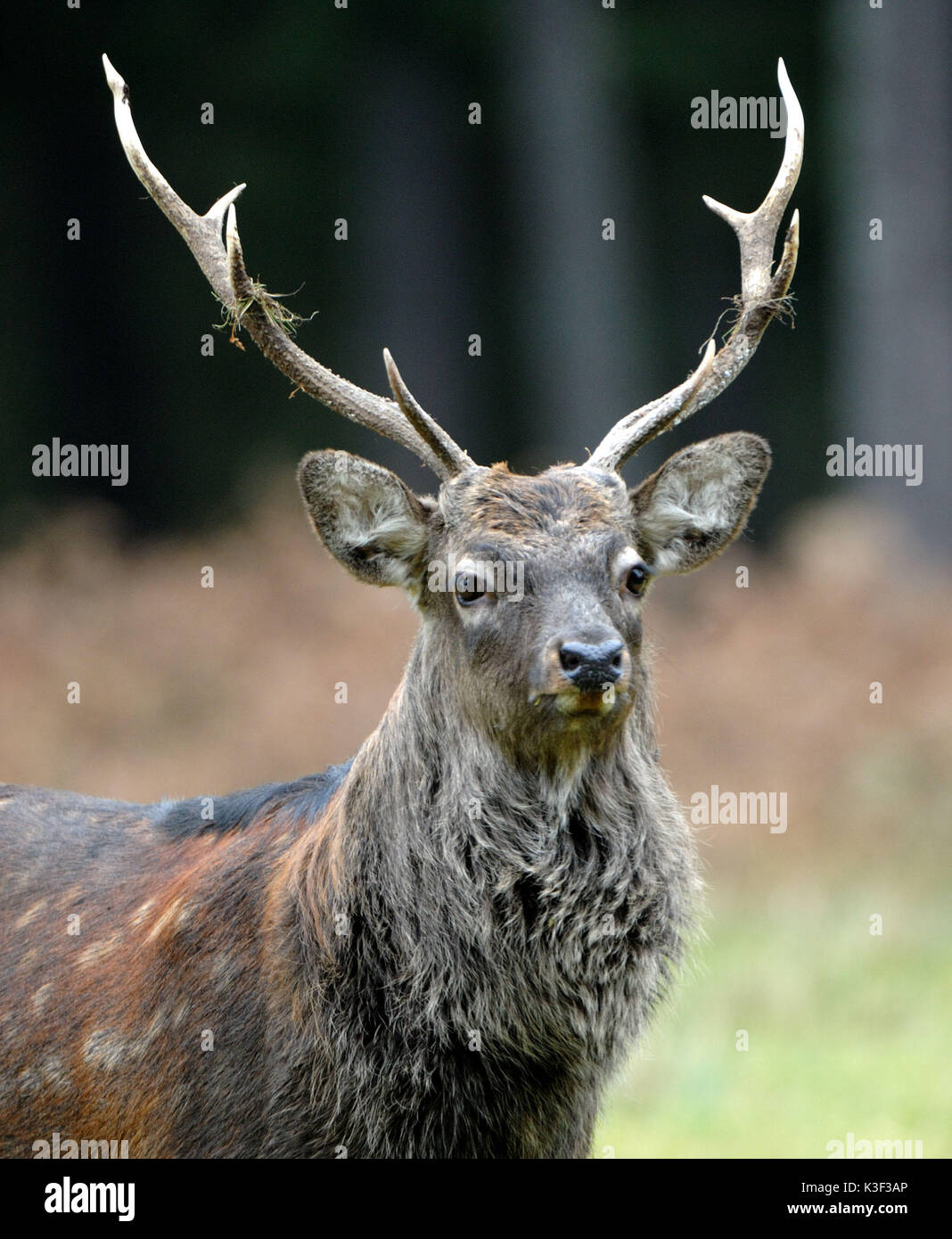 Sika deere hi-res stock photography and images - Alamy