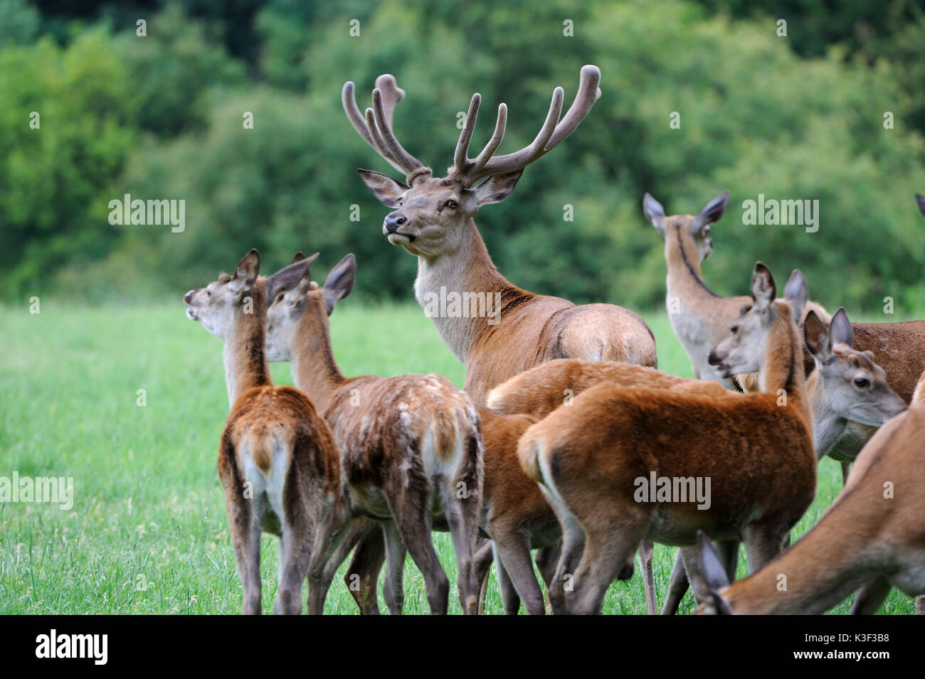 Red deer at the beginning of June while feeding on forest glade Stock ...