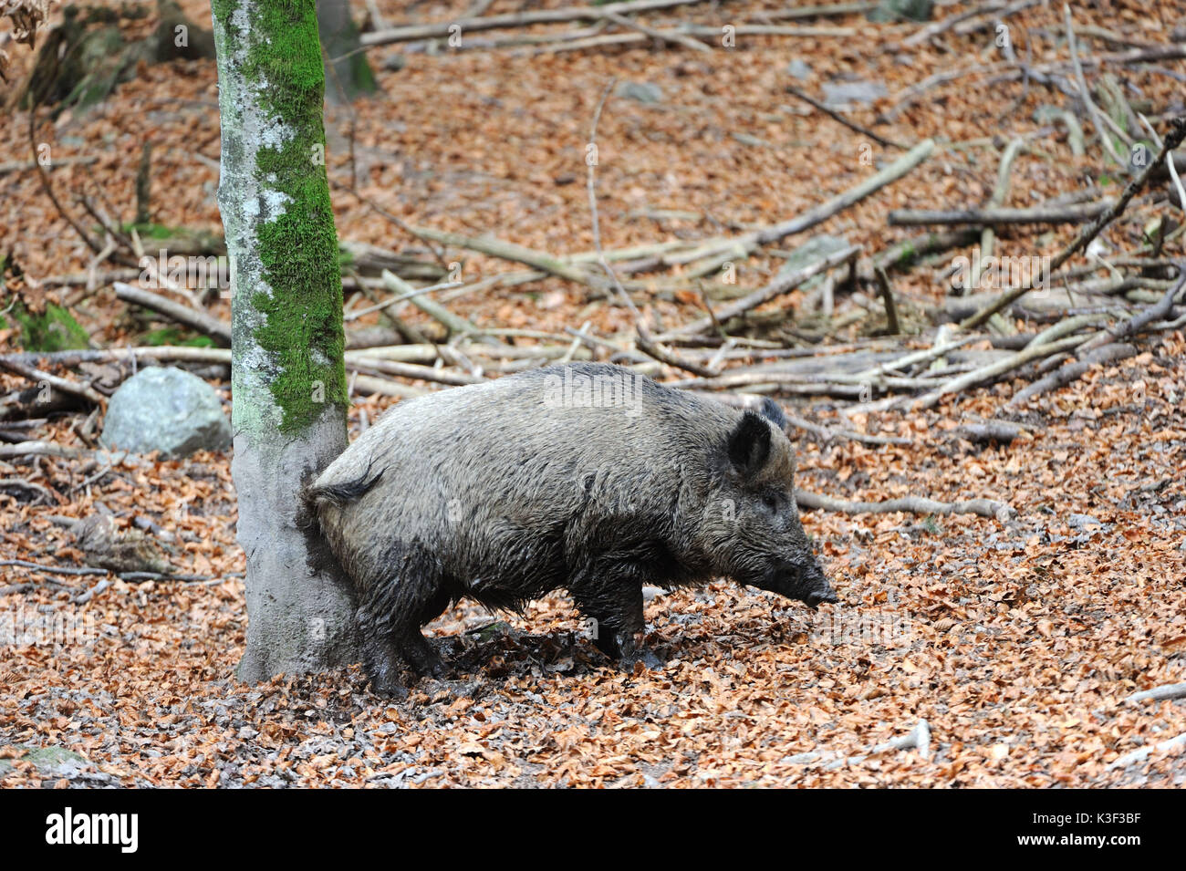 Wild boar in the wood Stock Photo - Alamy